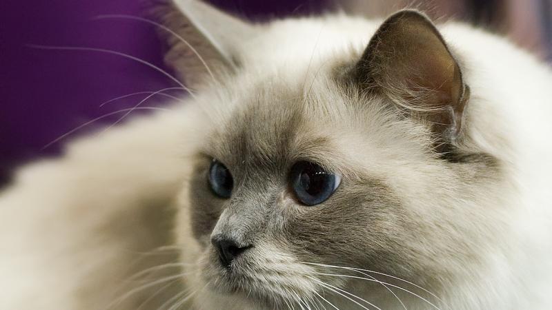 Simple pure javascript slideshow